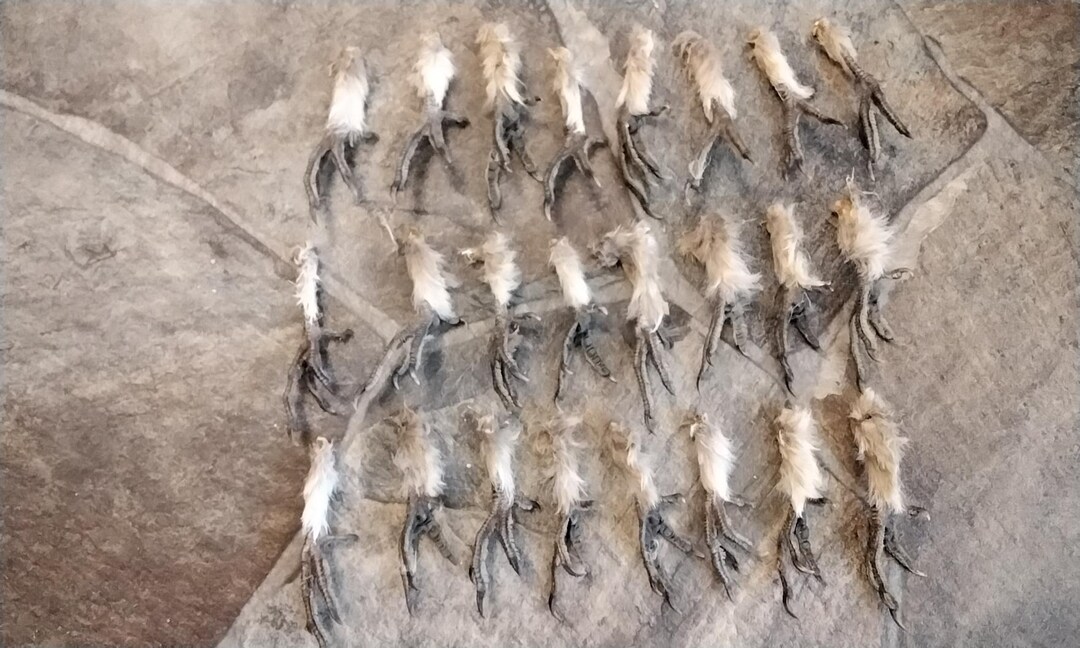 Grouse Foot for 1 From SD. USA - Etsy