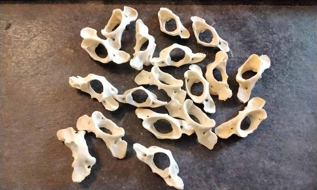 Raccoon Neck Atlas Bowtie Bone for 2 From Mn. USA - Etsy
