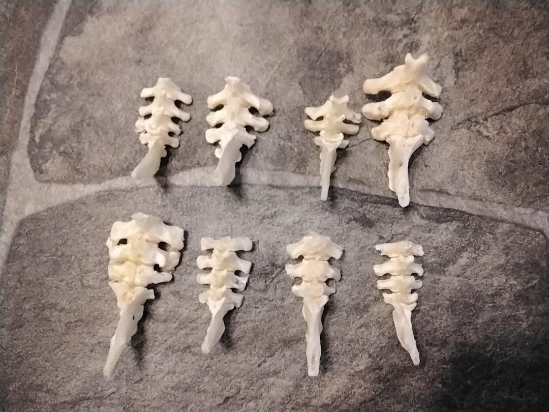 Wild Turkey Tail Vertebrae Bone Fused for 2 Looks Like Dinosaur Tail ...