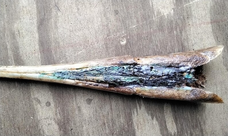 Gar Fish Head Open Mouth Lg Gar Fish Head With Teeth Long Nose Gar Fish ...