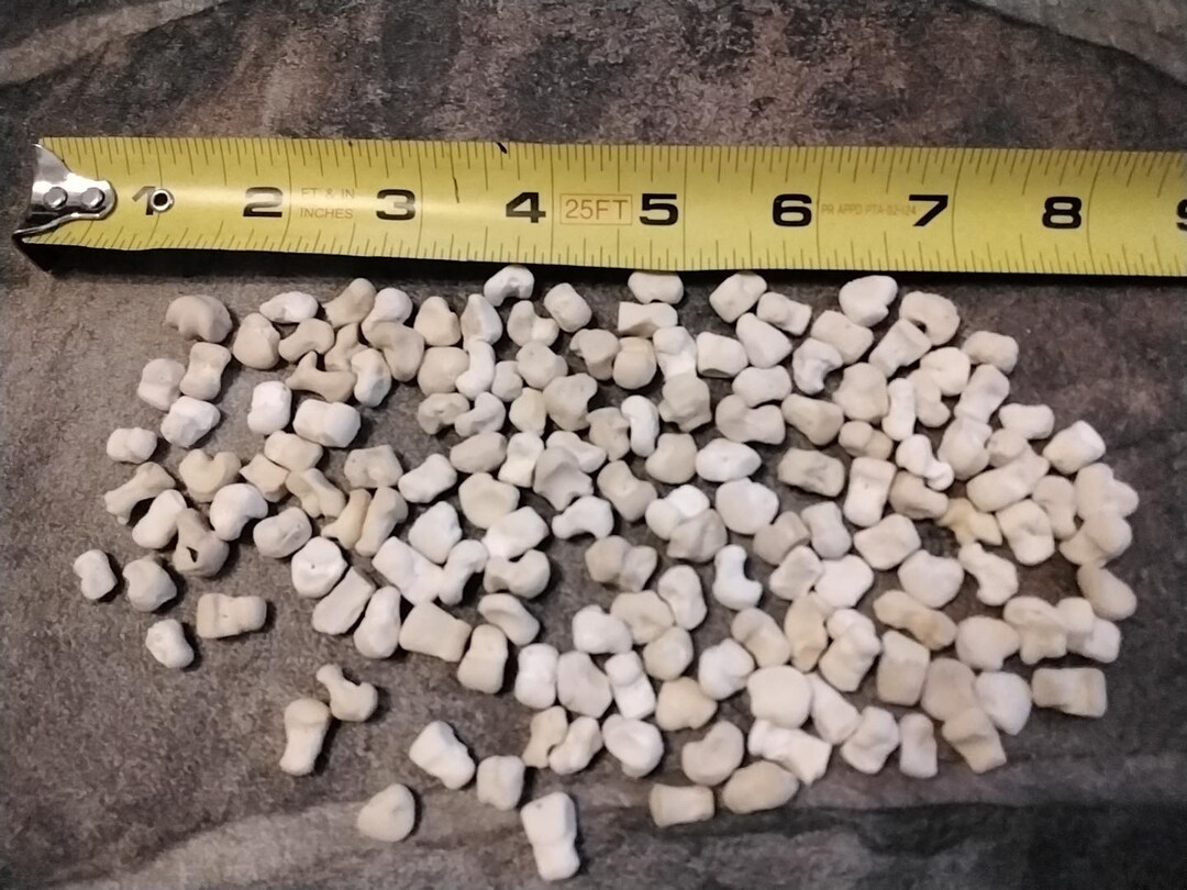 Turtle Knuckle Bones for 12 Assorted Common Snapping Turtle Knuckle ...