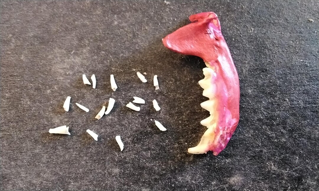 Mink Jaw Bone and Mink Front Teeth Farm Raised in Mn USA Back in 1960's ...