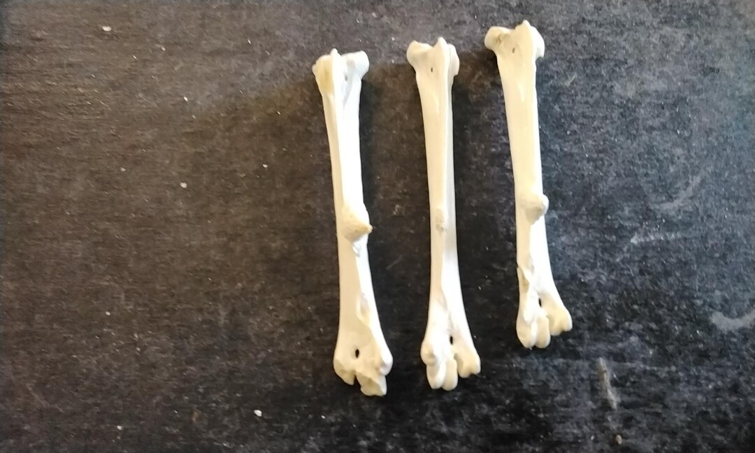 Pheasant Leg Bone for 3 #2 - Etsy