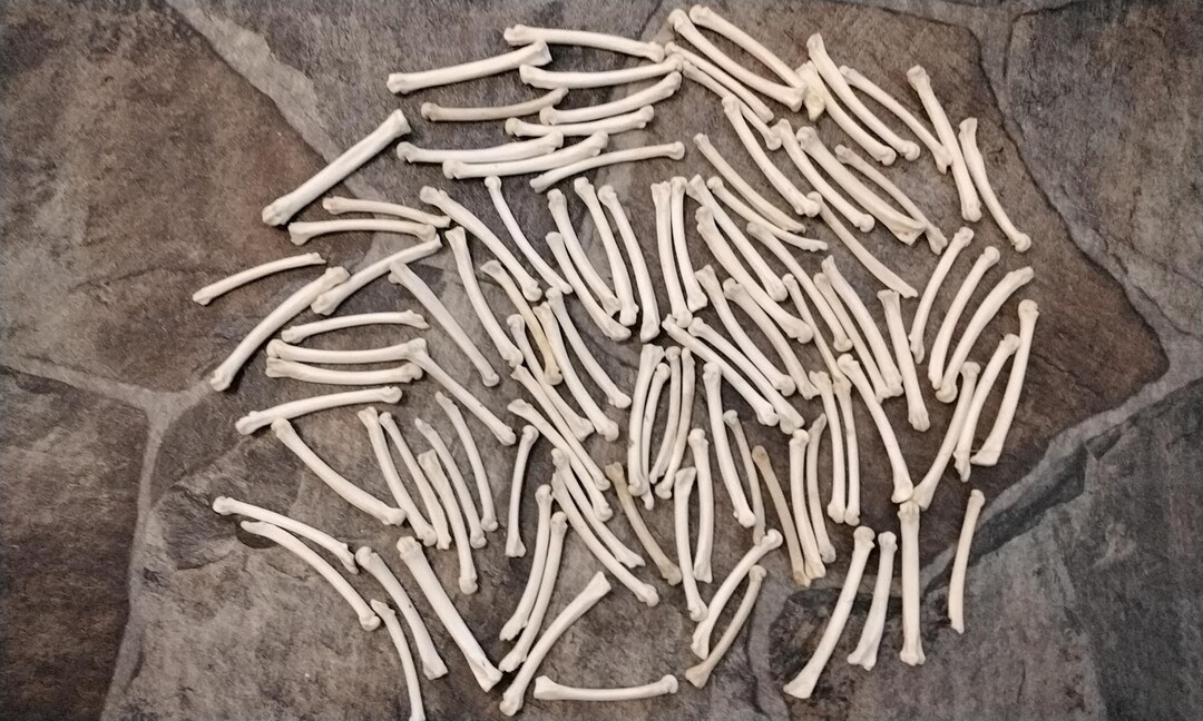 Bobcat Foot Bones for 4 Curved Ones - Etsy