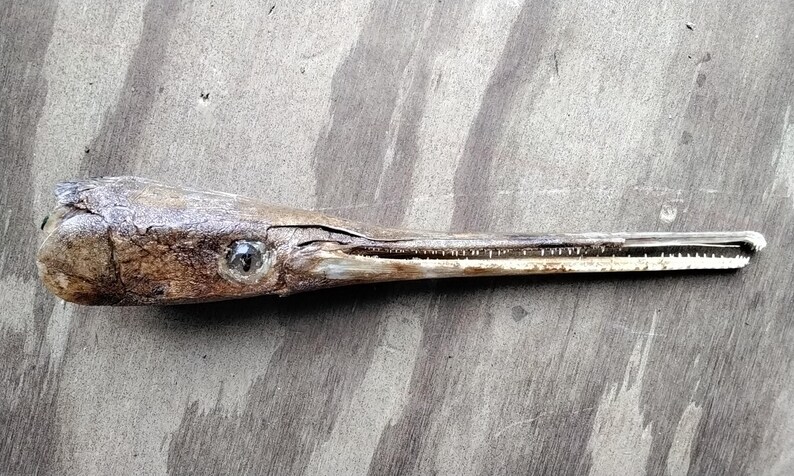 Gar Fish Head Open Mouth Lg Gar Fish Head With Teeth Long Nose Gar Fish ...