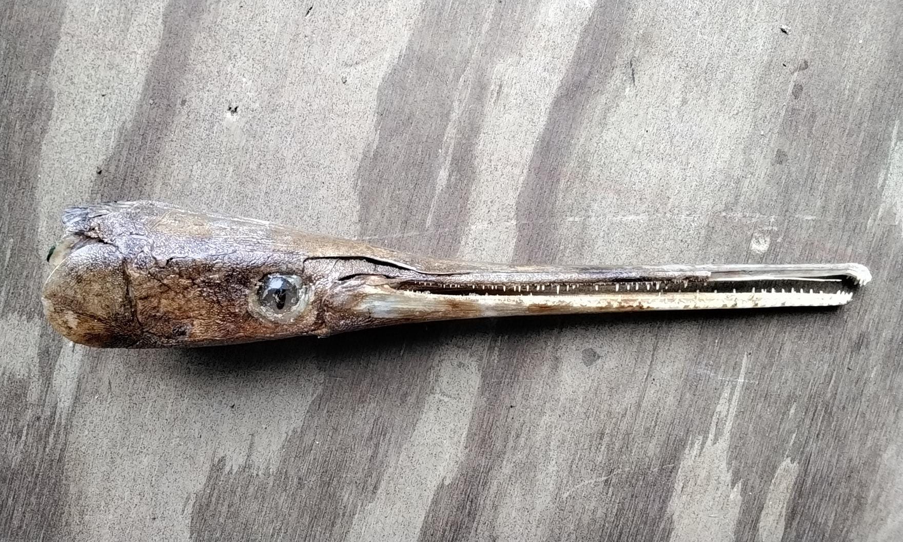 Gar Fish Head Open Mouth Lg Gar Fish Head With Teeth Long Nose Gar Fish ...