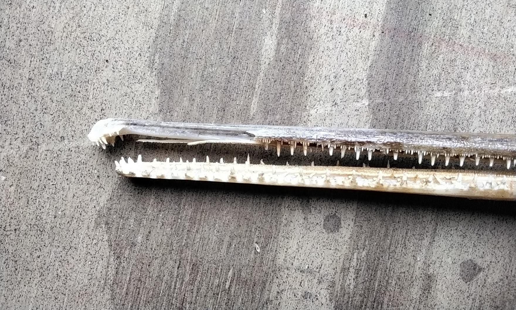 Gar Fish Head Open Mouth Lg Gar Fish Head With Teeth Long Nose Gar Fish ...