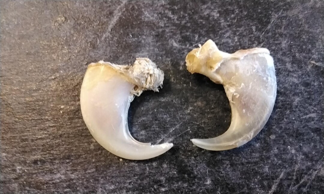 Bobcat Claw for 2 Super Huge Size About 1 1/16" - Etsy