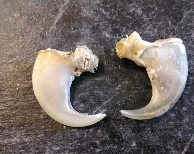 Mini Bone Charm Bracelet, Witchy Bracelet, Gothic, Pagan, Real Claws ...