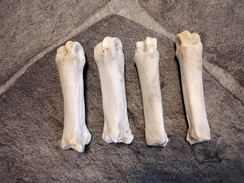Pig Foot Bones for 4 Huge Pig Foot Bones About 2 3/4" X 1/2" - 3/4 ...