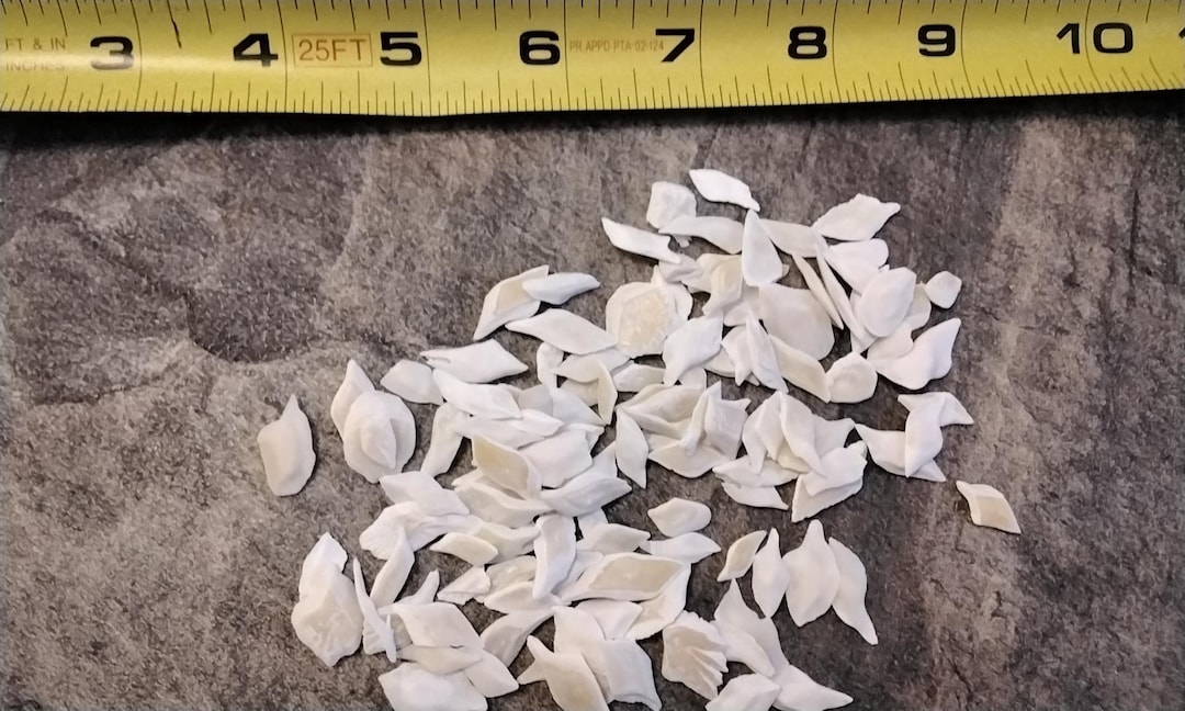 Gar Fish Scales for 50 Small 3/8" - 1/2" X 1/8" - 1/4" Size From Fla ...