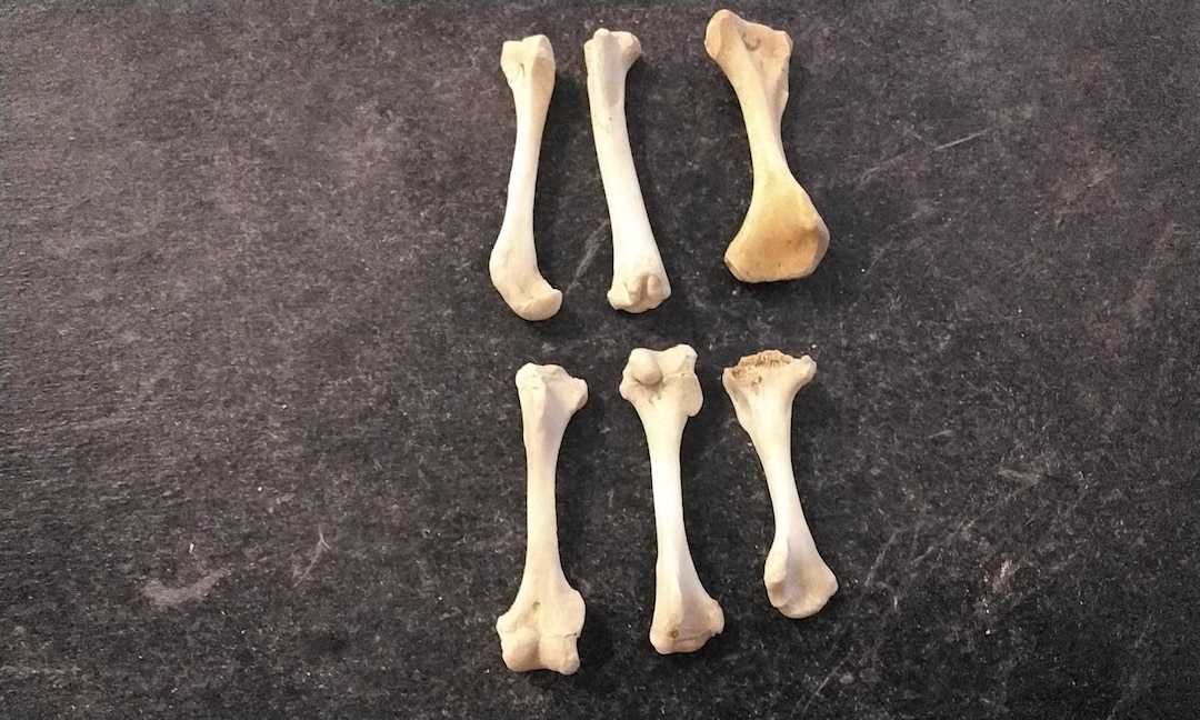 Lizard Leg Bone for 3 Extra Large Lizard Humerus Bones - Etsy