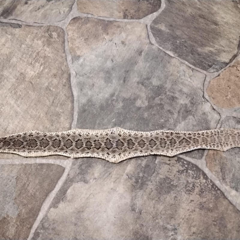 Rattlesnake Skin - Etsy