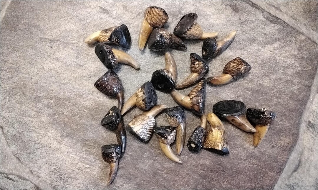 Alligator Toe for 3 From Fla. About 1" - 1 1/4" - Etsy