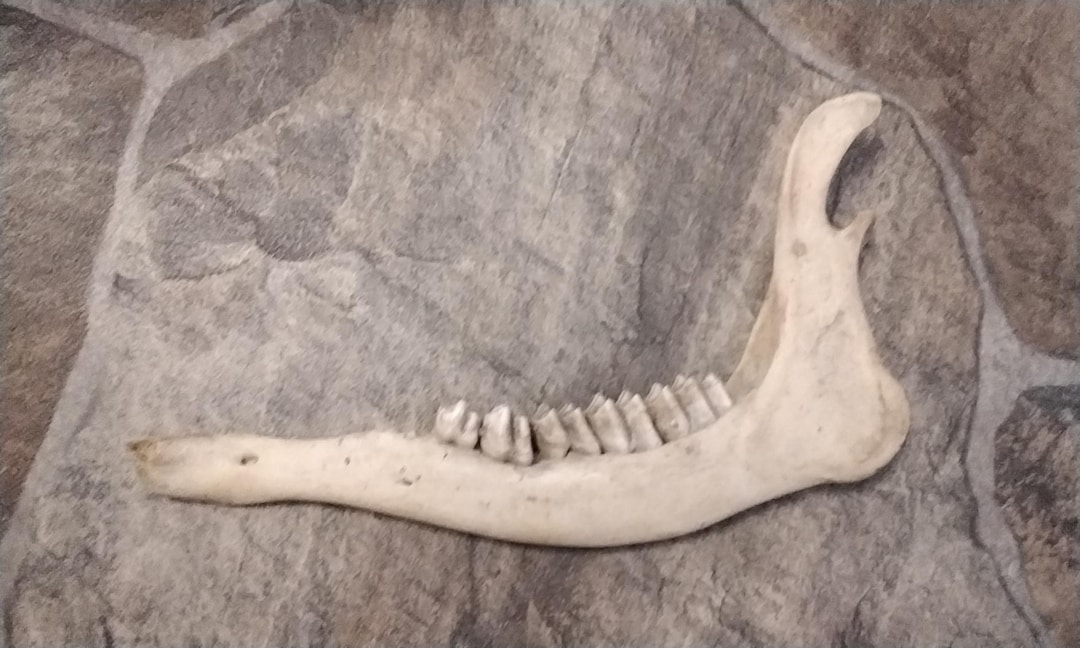 Deer Jaw Bone for 1 Natural #1A From Mn. - Etsy