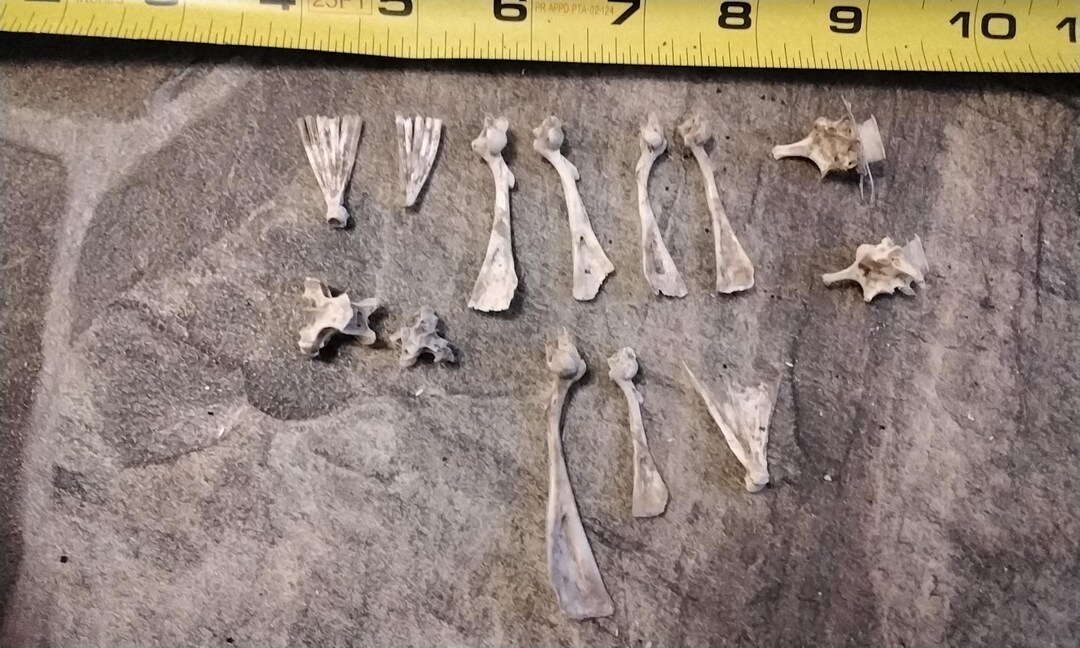 Fish Bones for 13 Flounder Fish Bones From Fla. USA Natural Organic - Etsy