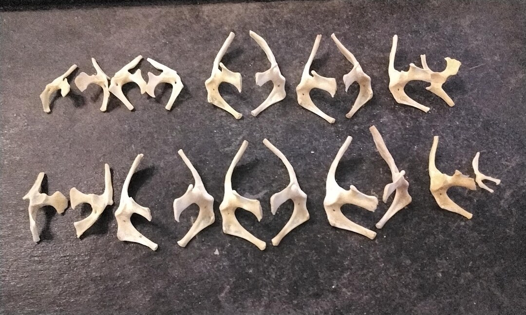 Lizard Pelvis Bone for 10 Open - Etsy