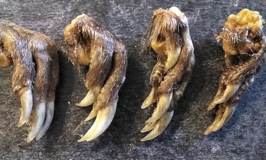 Muskrat Foot With Claws for 2 - Etsy