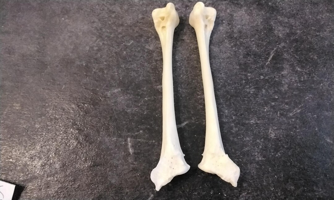 DUCK Leg Bone for 2 Pekin Duck Middle Leg Drumstick Bones Domestic Farm ...