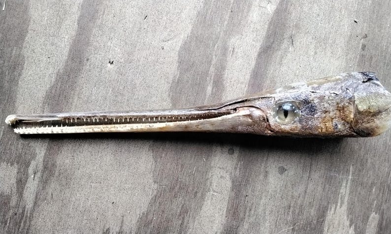 Gar Fish Head Open Mouth Lg Gar Fish Head With Teeth Long Nose Gar Fish ...
