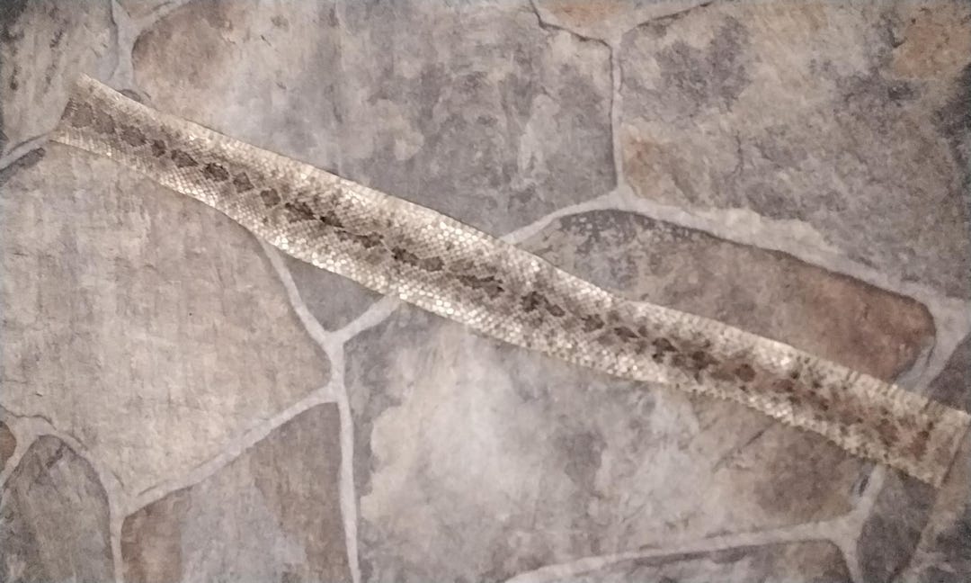 Diamondback Rattlesnake Skin Baby Diamonback About 23 1/2" X 2 1/8" # ...