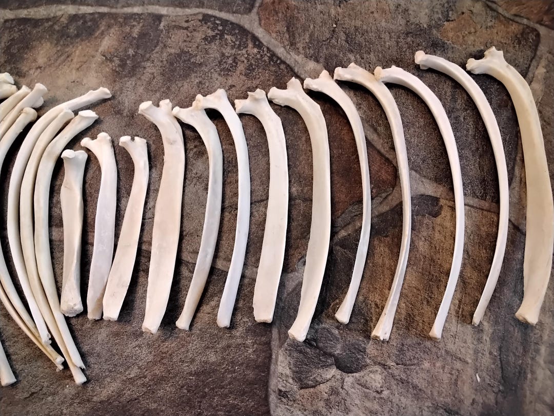 Deer Rib Bone for 2 Found While Walking in the Woods in Fl. USA #1s - Etsy
