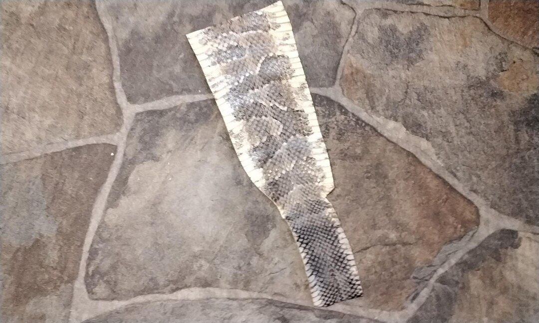Rattlesnake Skin Piece Canebreak Timber Rattlesnake Skin Piece About 11 ...