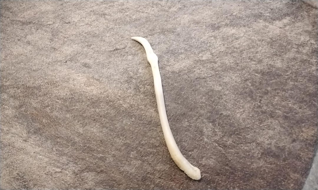 Coon Dick Toothpick Naturally Broken and Healed Looks Like A Pink ...