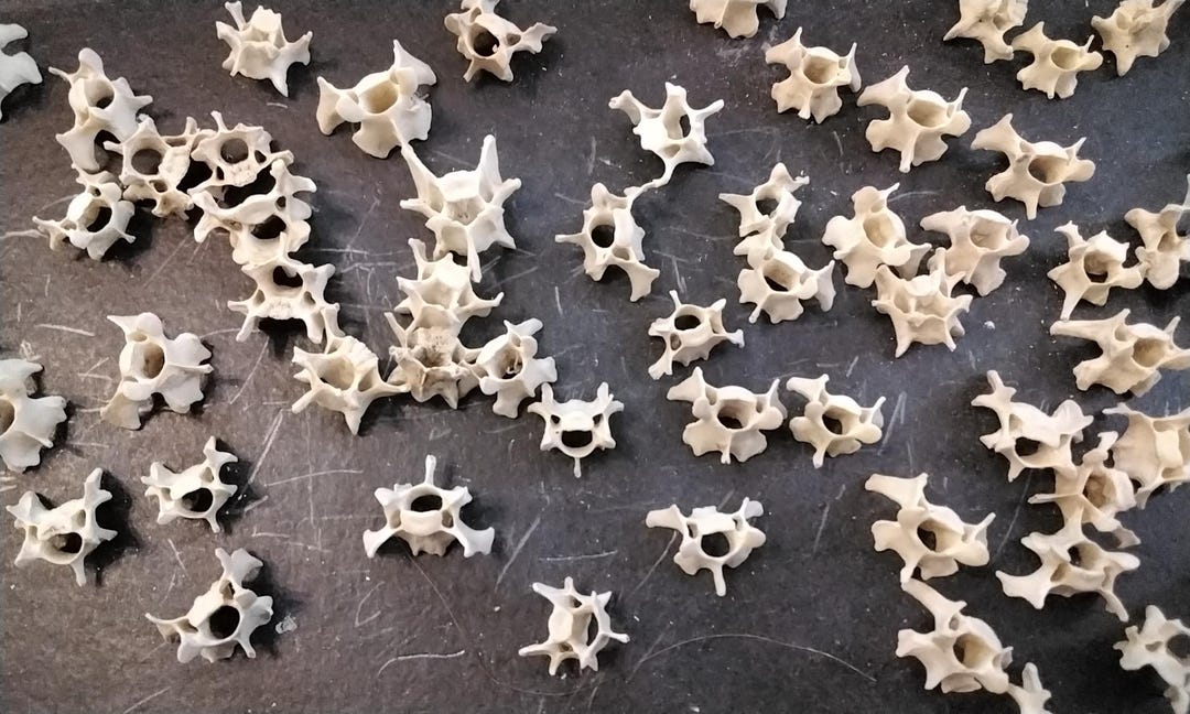 Mink Vertebrae Bones for 6 Happy Face Farm Rised in Mn. USA Back in the ...