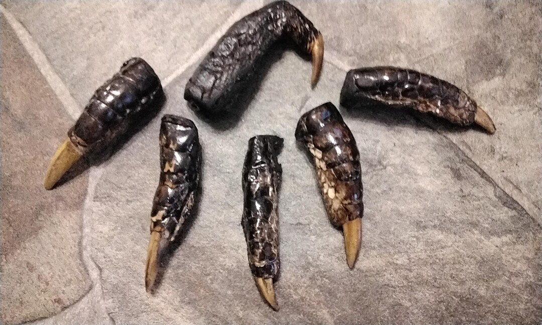 Alligator Toe for 1 Huge From Fla. About 3 7/8" - 4" - Etsy