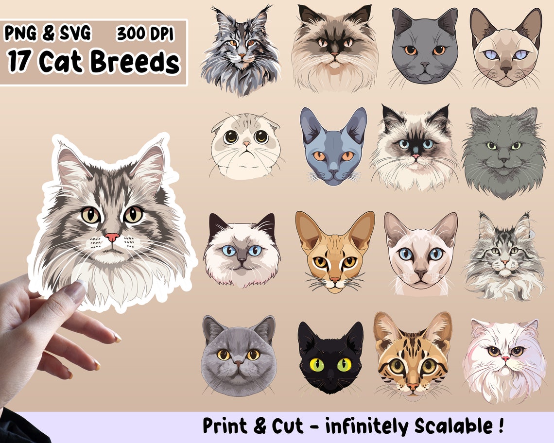 Cat Breeds Sticker PNG Pack, Cat Breeds Sticker Set, Cat Breeds PNG ...