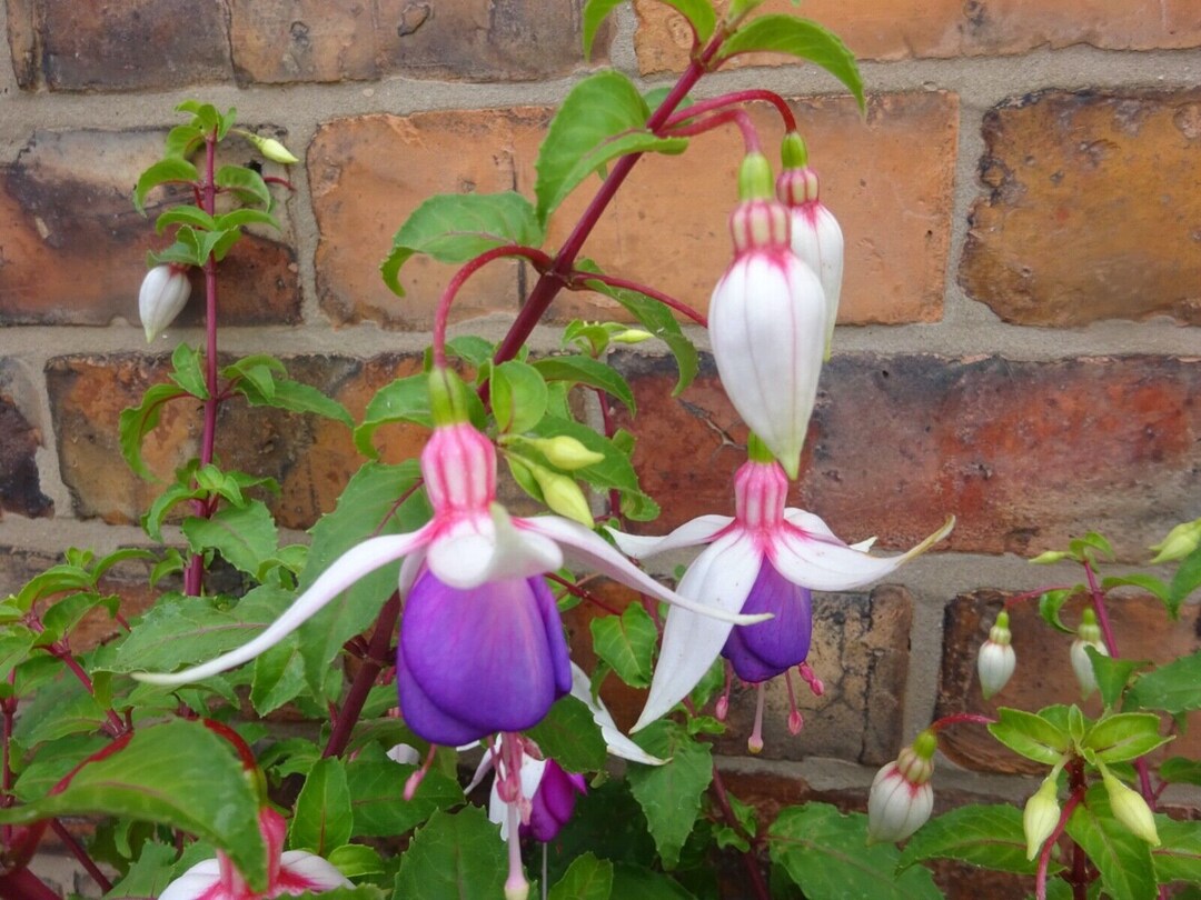 Fuchsia Hardy Bush Pennine 40cm Tall and Wide Plant Shrub White ...