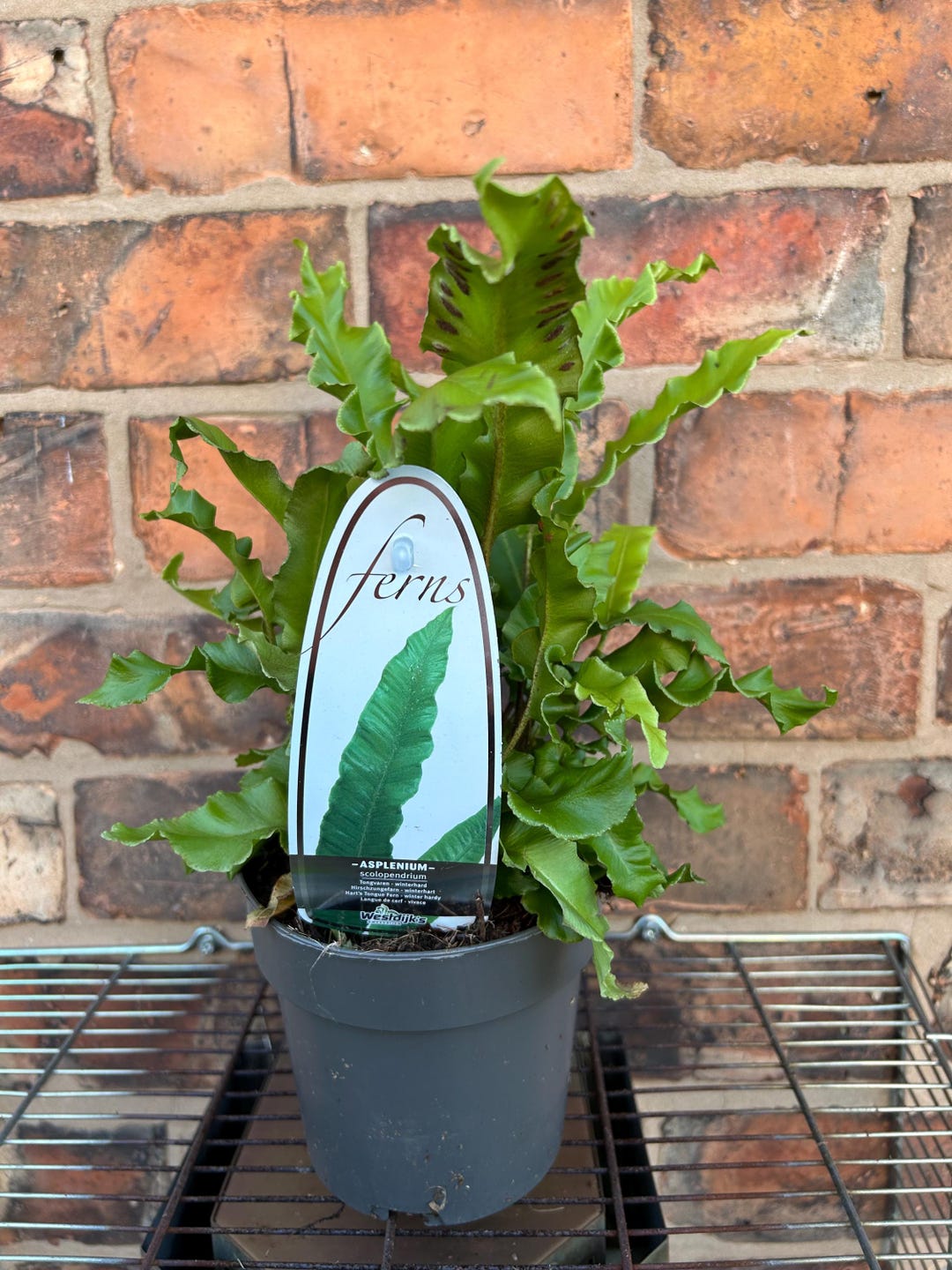 Asplenium Scolopendrium Hart's Tongue Fern Evergreen Shrub Approx 30cm ...