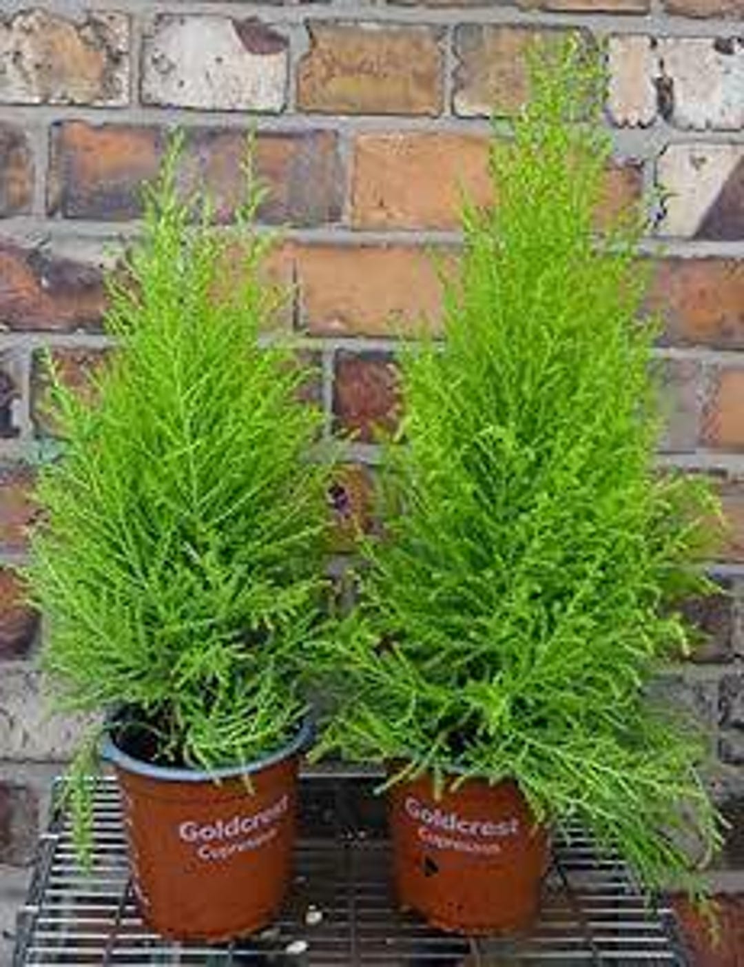 Cupressus Macrocarpa 'goldcrest' Hedge Shrub Evergreen Approx 30-40cm ...