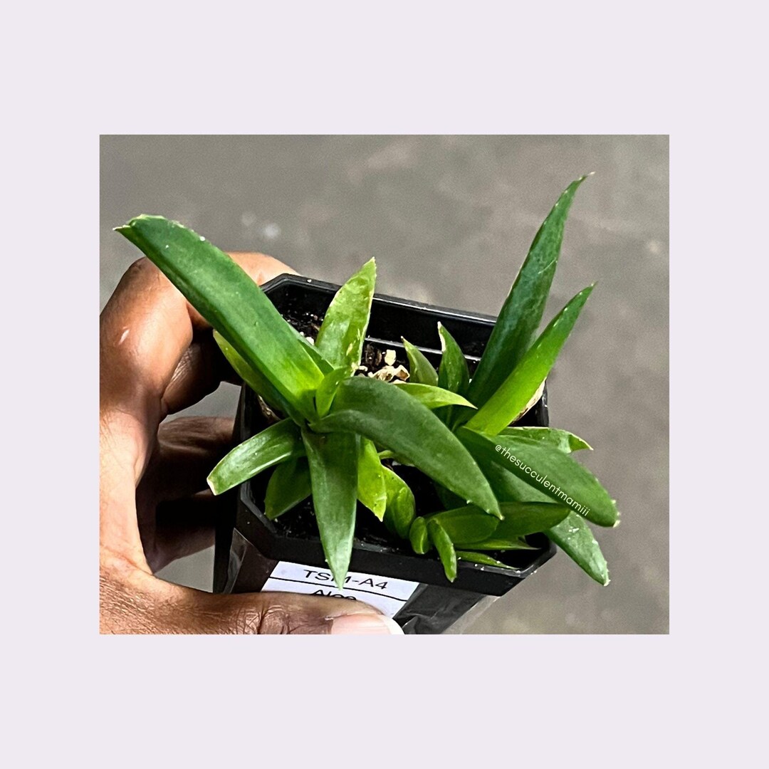 Haworthia Pentagona Growers Choice Beginner Friendly Plant - Etsy