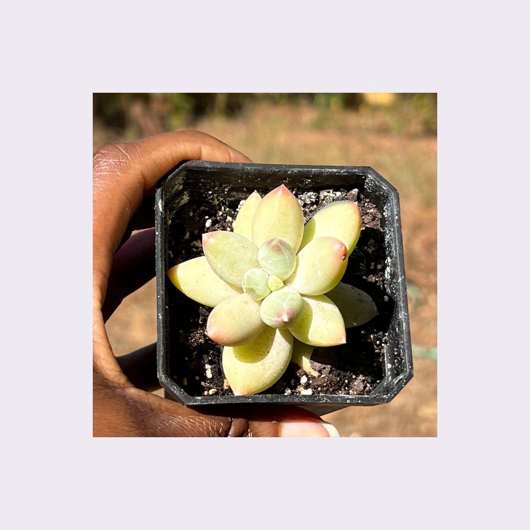 Pachyphytum Compactum| Little Jewel| Chubby Succulent| Cute| Easy Care ...