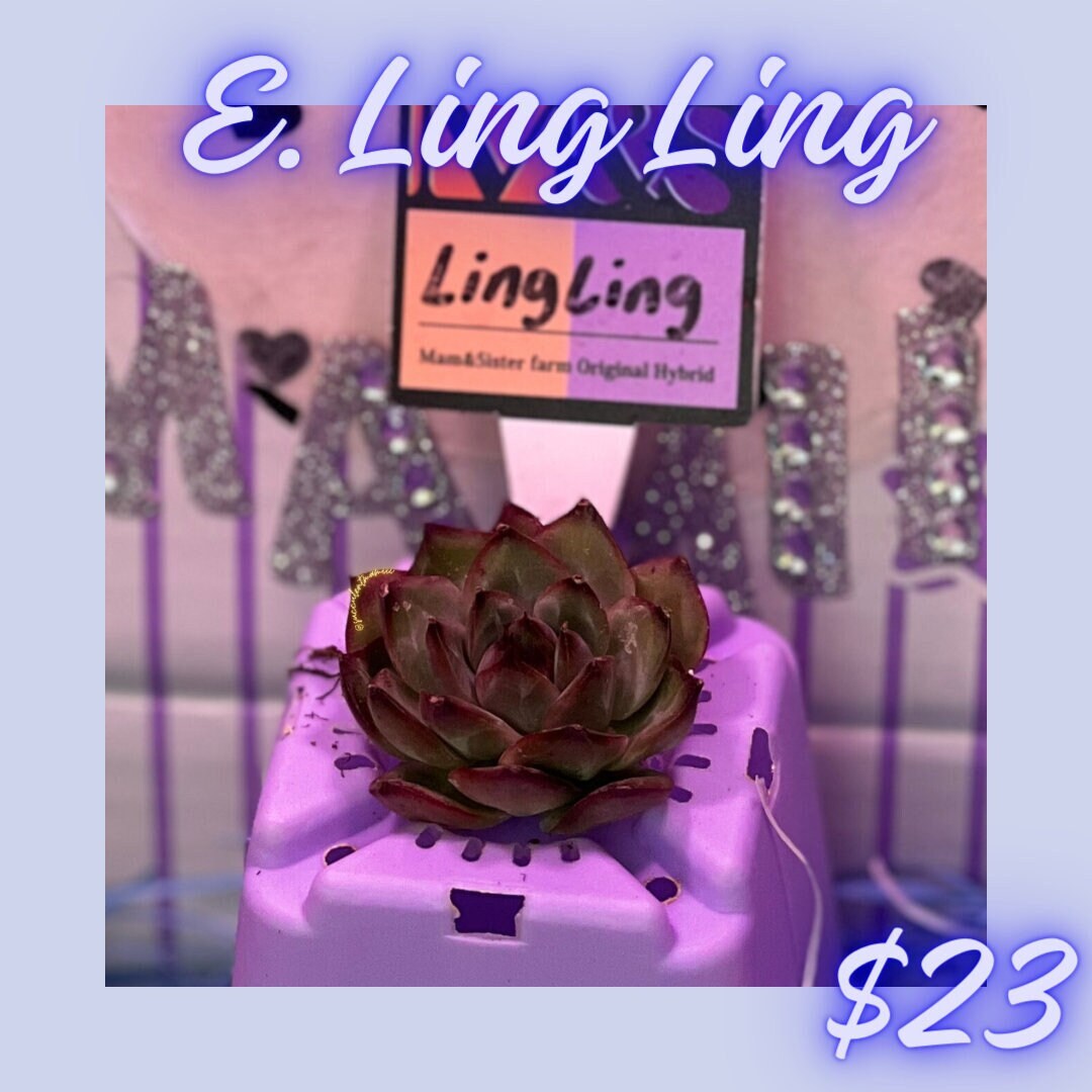 Echeveria Ling Ling, Affordable and Rare Succulent, Japanese Hybrid ...