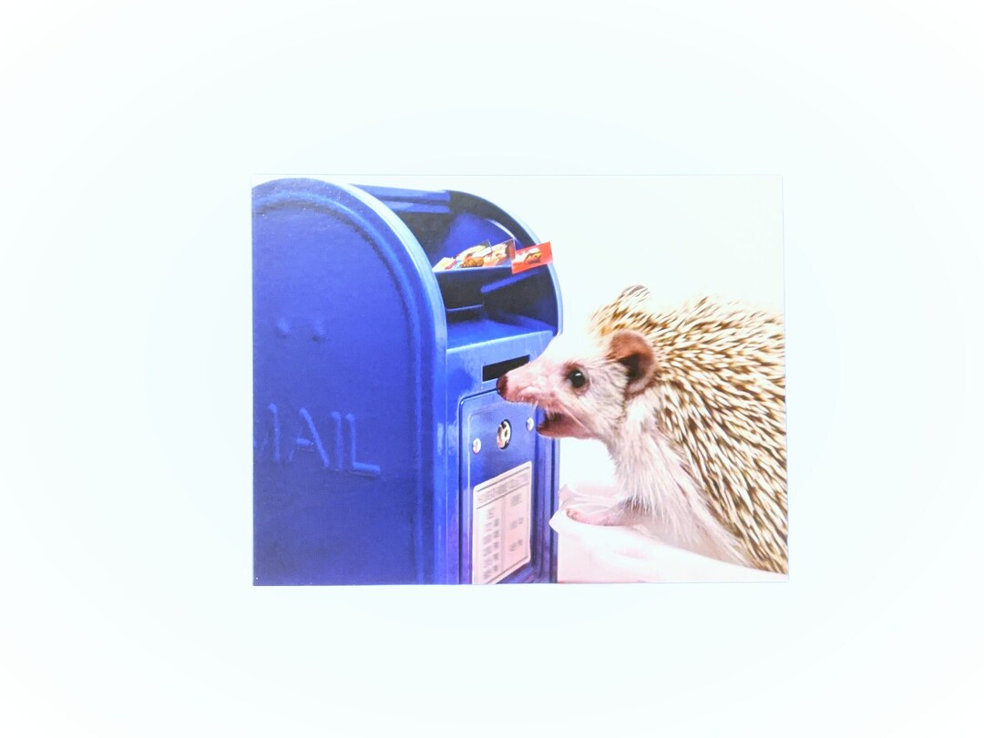 Hedgehog and Mailbox Postcard, Set of 2, Codex Loves Mail Postcards - Etsy