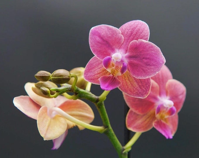 Very Rare! Phal. Perfume Factory "diffusion" (very Fragrant, Speckled ...