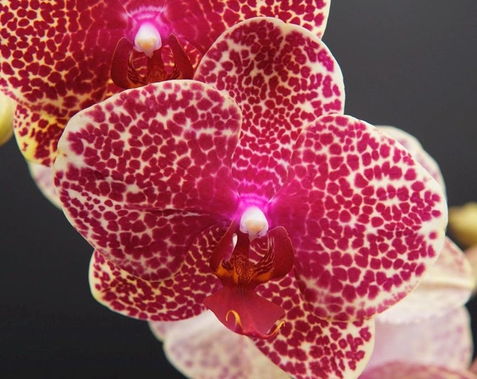 Phal. OX Red Sesame / Blooming Size (pot Size: 3,5 (large)) - Etsy