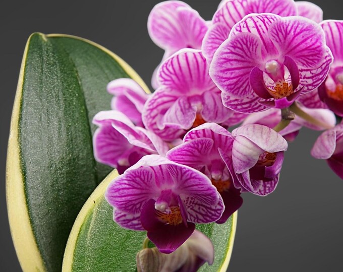 Phal. Sogo Vivien 'SOGO F858' (variegata) Blooming Size (pot Size: 1,7 (small)) - Etsy