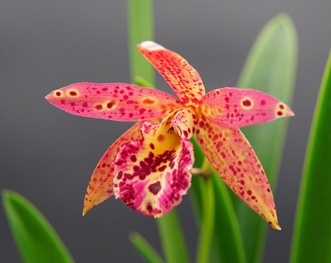 Bc. Rustic Spots 'H&R' (fragrant, сolor Changing Orchid!) Blooming Size ...