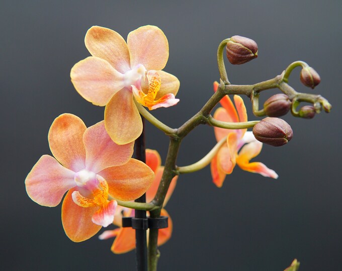 New Hybrid! Phal. Pinlong Cheris X Phal. Sogo Gotris “1913” (fragrant ...