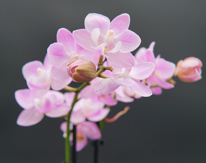 Phal. Sogo Sakura / Lieke (multiflora) Blooming Size (pot Size: 2 ...