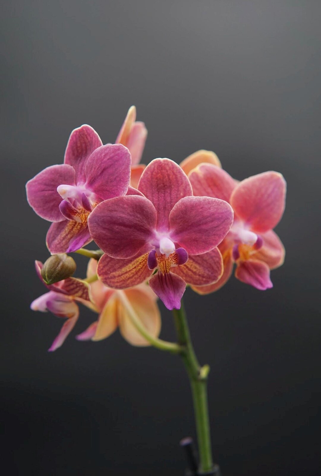 Very Rare Phal. Perfume Factory 'diffusion' very Fragrant, Speckled ...