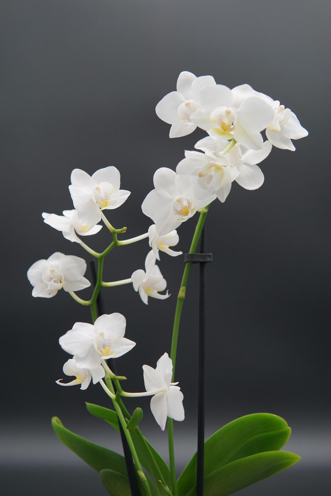Phal. 'mini White' (multiflora) Blooming Size (pot Size: 1,7 (small ...