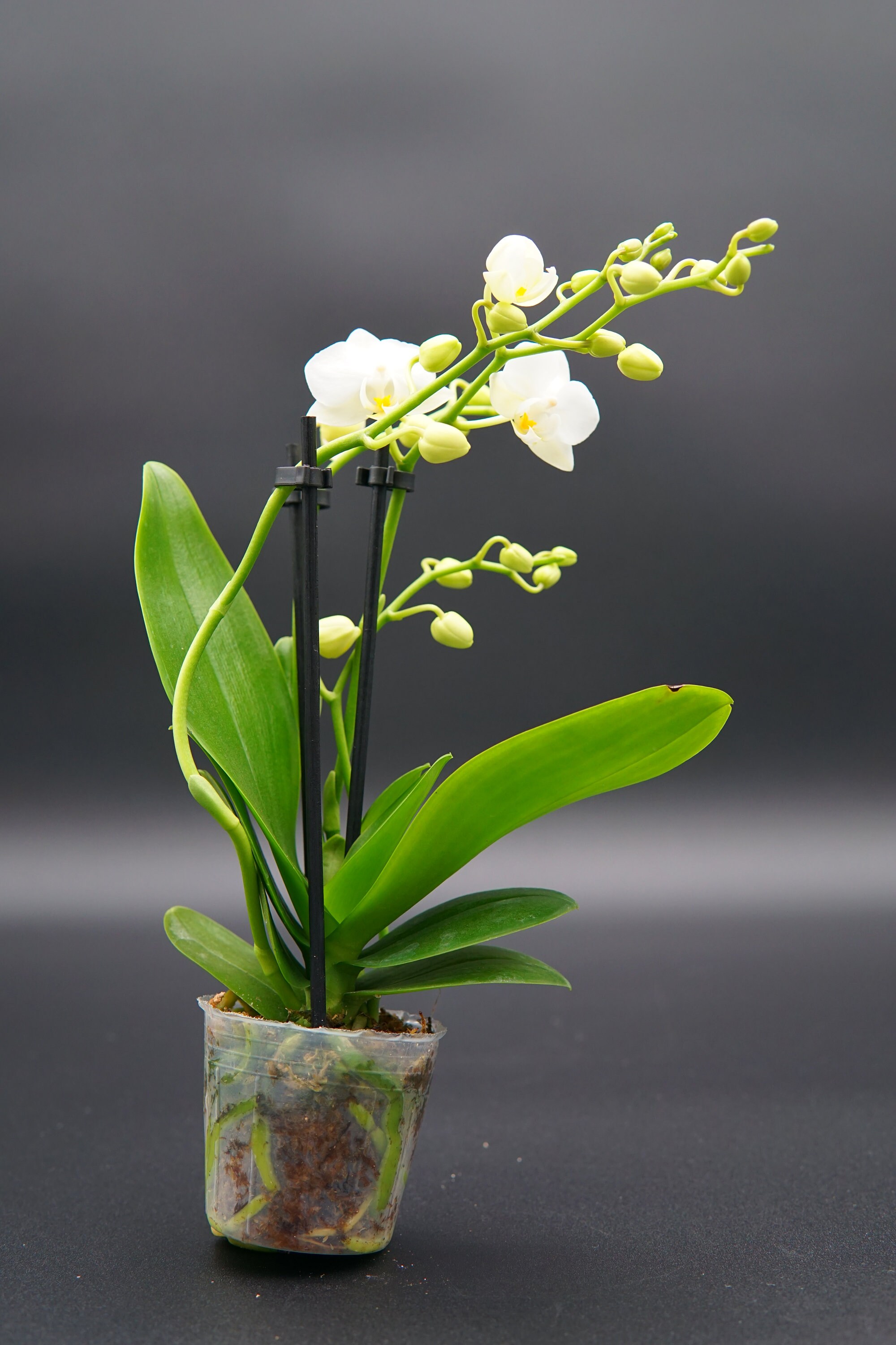 Phal. 'wild White' multiflora Blooming Size pot Size: 2 small - Etsy