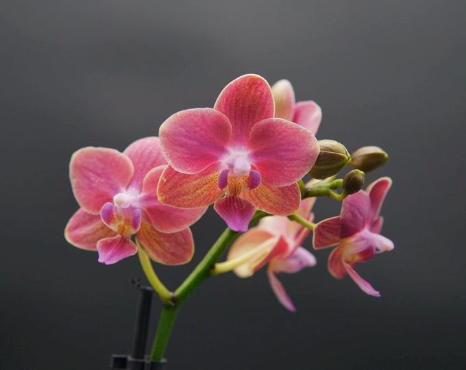 Very Rare! Phal. Perfume Factory "diffusion" (very Fragrant, Speckled ...