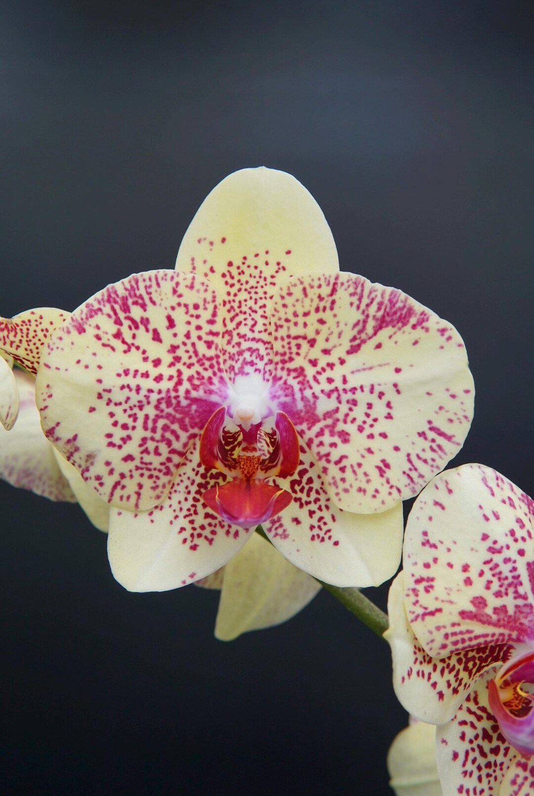 Phal. I-hsin Spot Leopard / Blooming Size pot Size: 3,5 large - Etsy