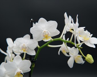 Phal. 'wild White' (multiflora) Blooming Size (pot Size: 2 (small)) - Etsy